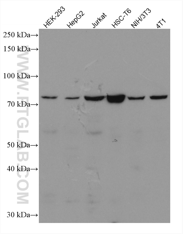 TBK1 Antibody 67211-1-Ig | Proteintech