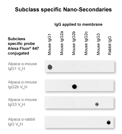 Nano-Secondary® alpaca anti-mouse IgG1, recombinant VHH, Alexa Fluor ...